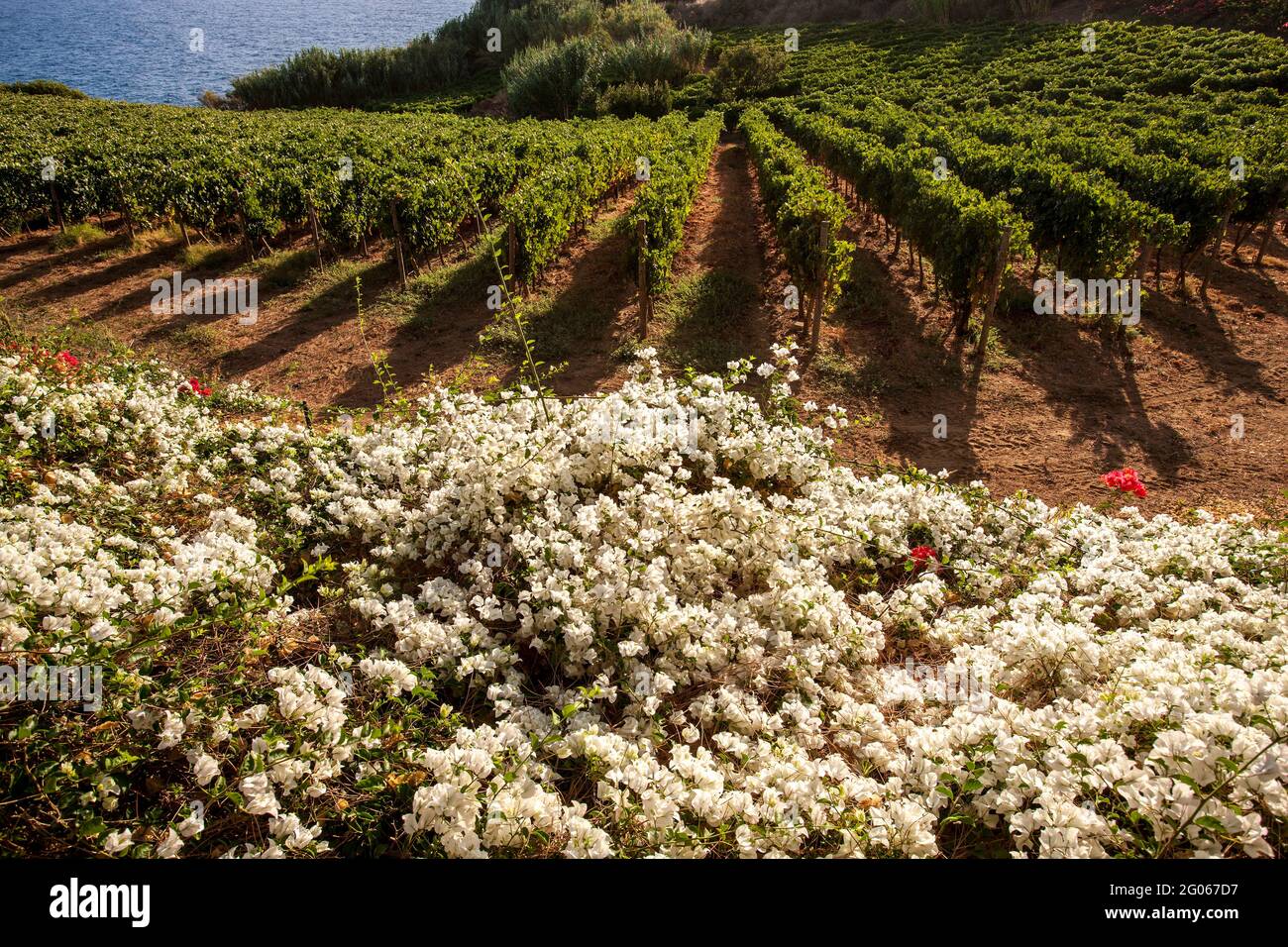 Capofaro resort, vineyards, Salina island, Aeolian Islands, Sicily ...