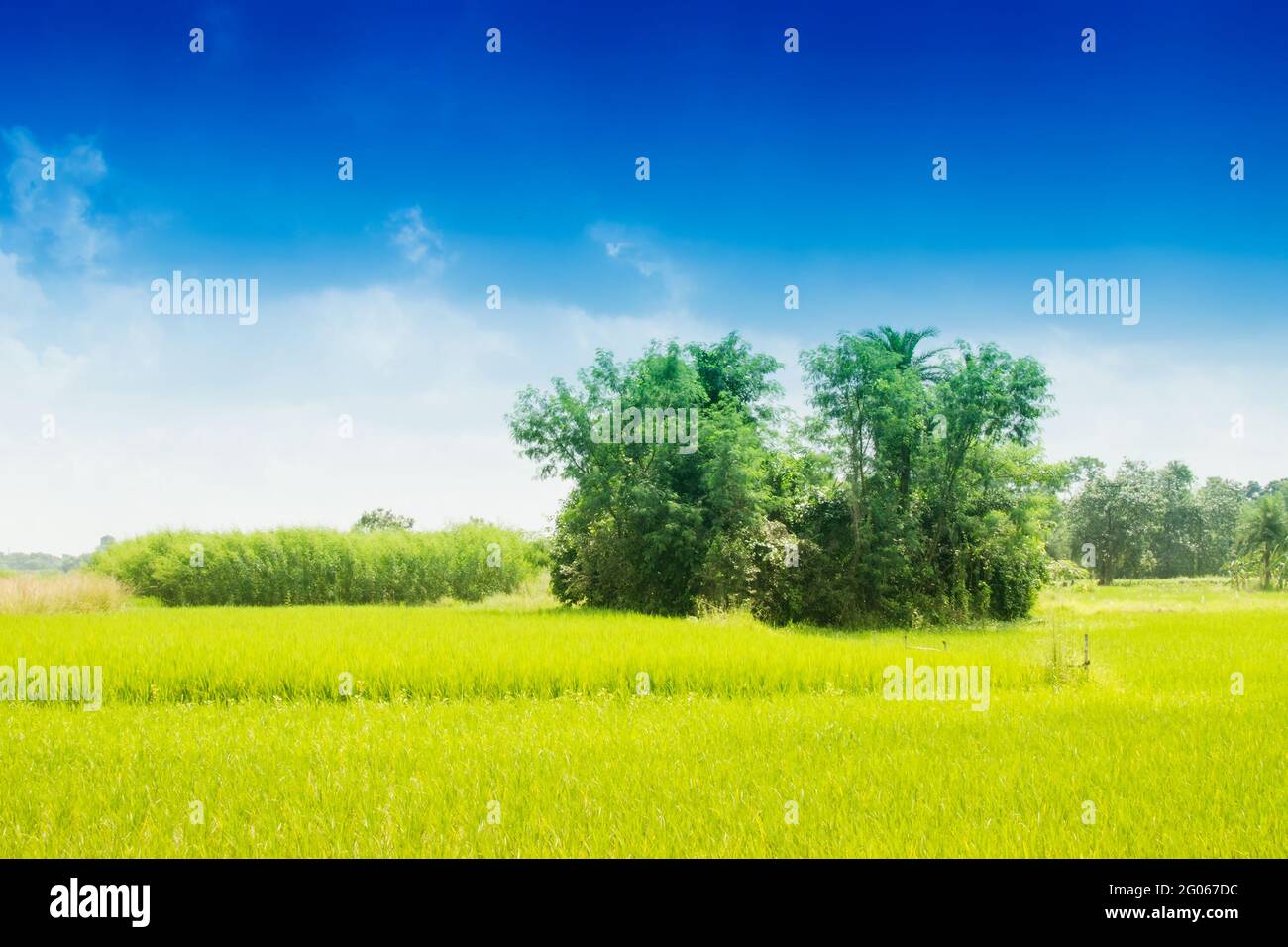 Rural west bengal landscape hi-res stock photography and images - Alamy