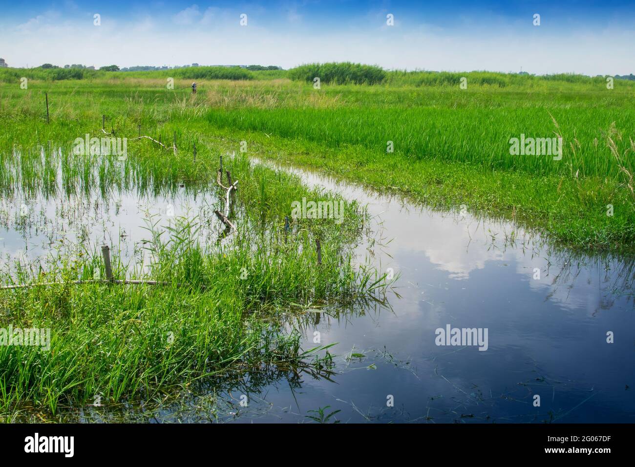 Indian paddy field blue hi-res stock photography and images - Alamy