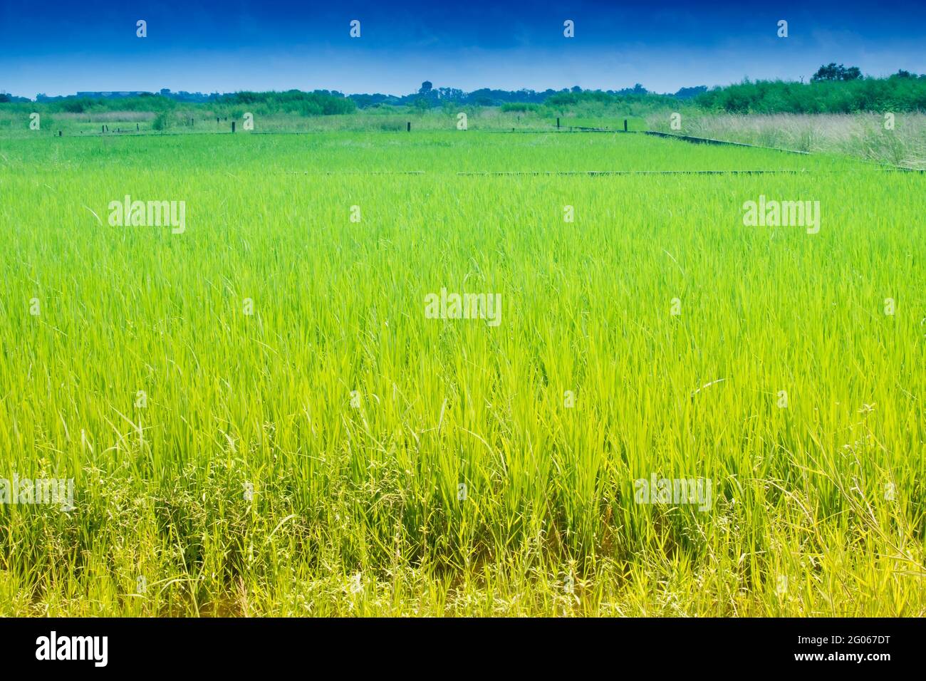 Beautiful rural landscape of Paddy field, blue sky , Howrah, West ...