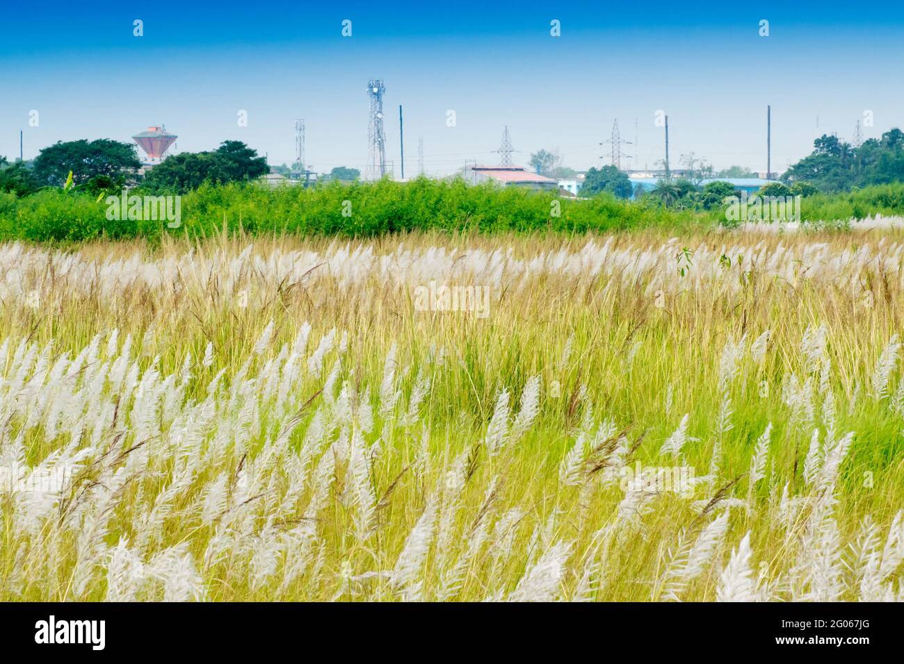 Kans grass , Saccharum spontaneum, blue sky backgound, Kolkata, West ...