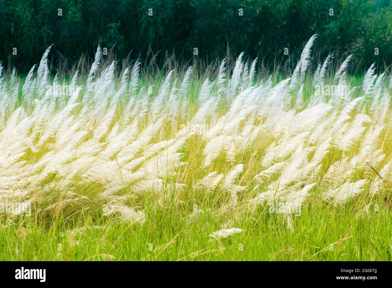 Kans grass , Saccharum spontaneum, dark green backgound, Kolkata, West ...