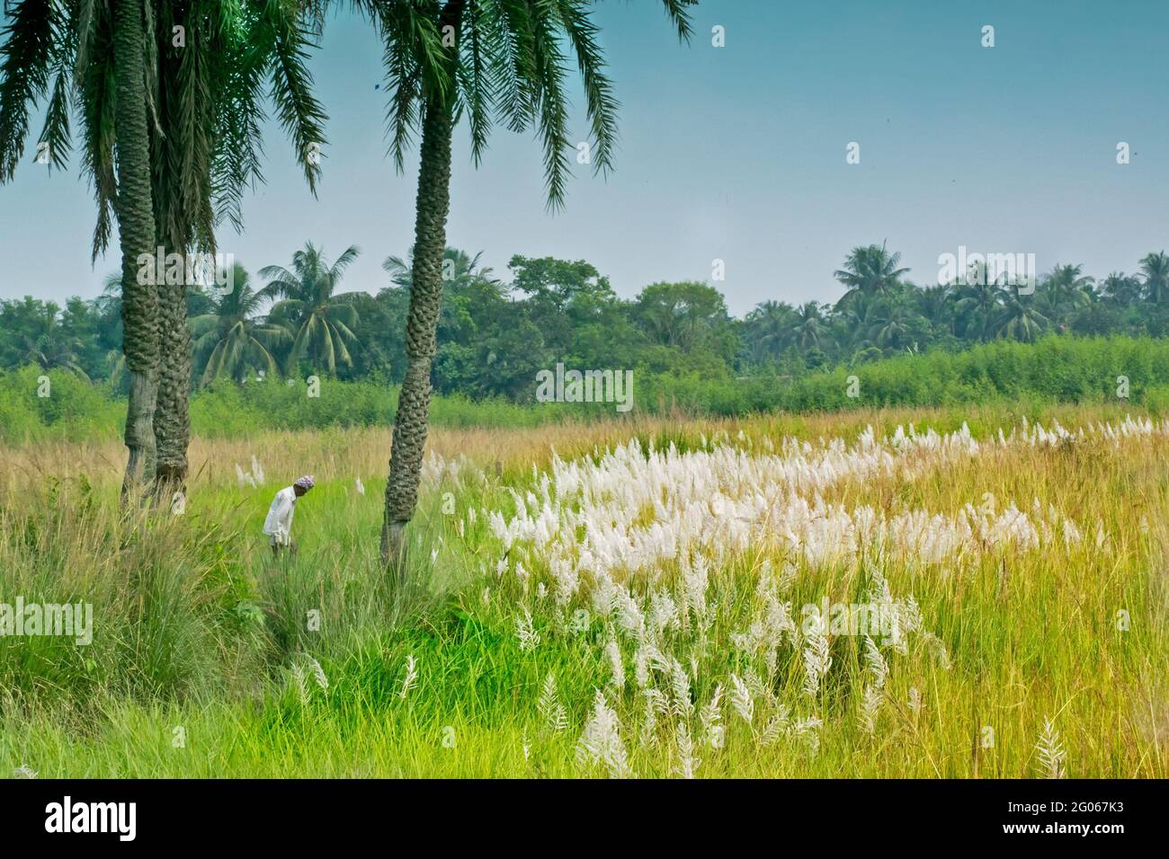 Kans grass field hi-res stock photography and images - Alamy