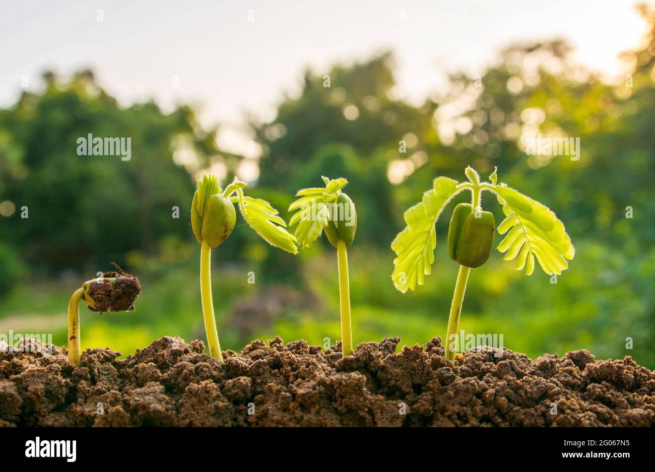 spring seed to tree, agriculture plant seeding growing step concept in ...