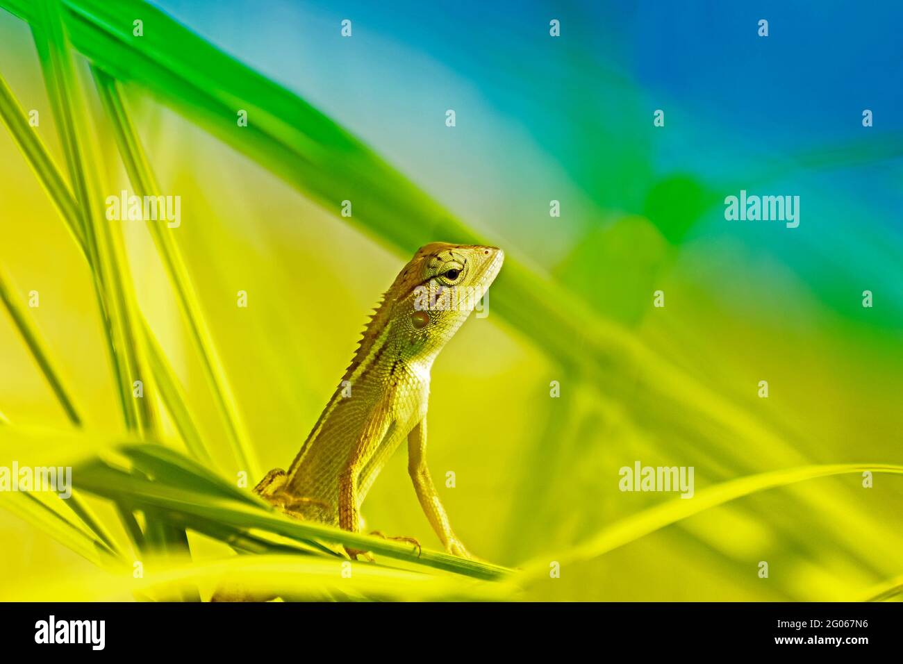 Beautiful Indian gecko inside a bush looking out , green foliage ...