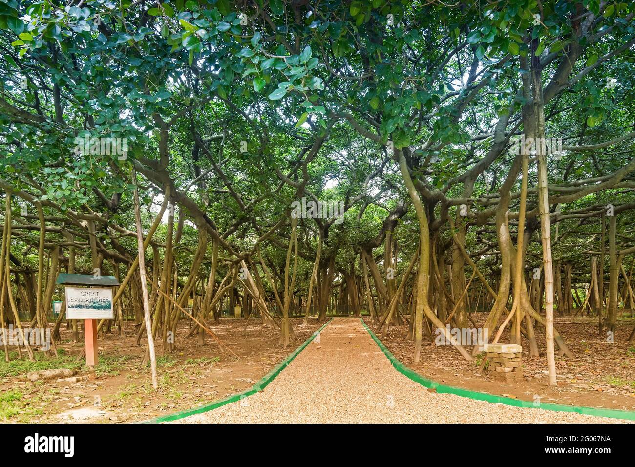 The Great Banyan is a banyan tree (Ficus benghalensis) located in ...