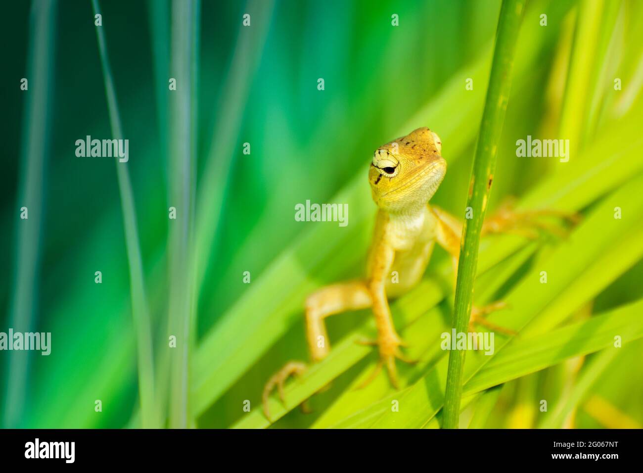 Beautiful Indian gecko inside a bush looking out , green foliage ...