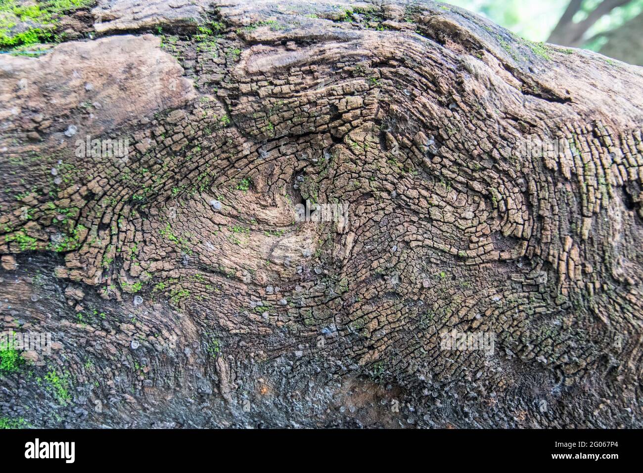 Abstract stock image of tree root, Botanical Garden, Howrah, West ...