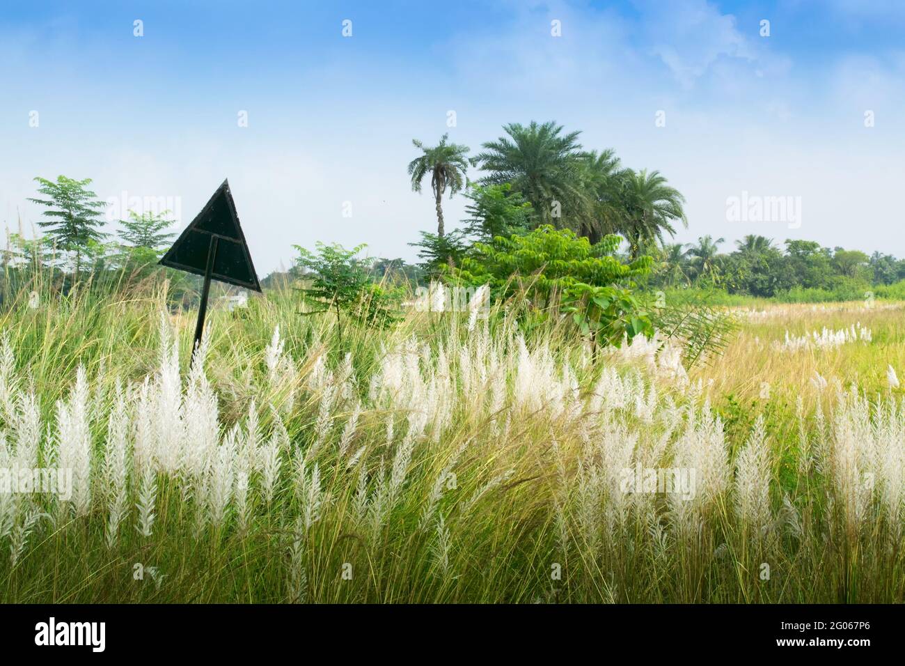 Kans grass field hi-res stock photography and images - Alamy