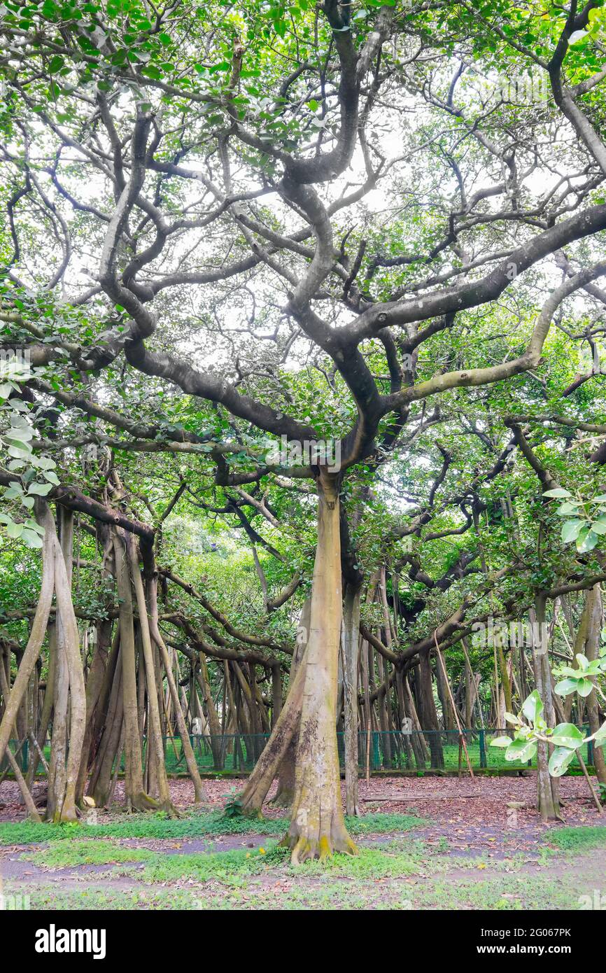 Jagadish chandra bose hi-res stock photography and images - Alamy