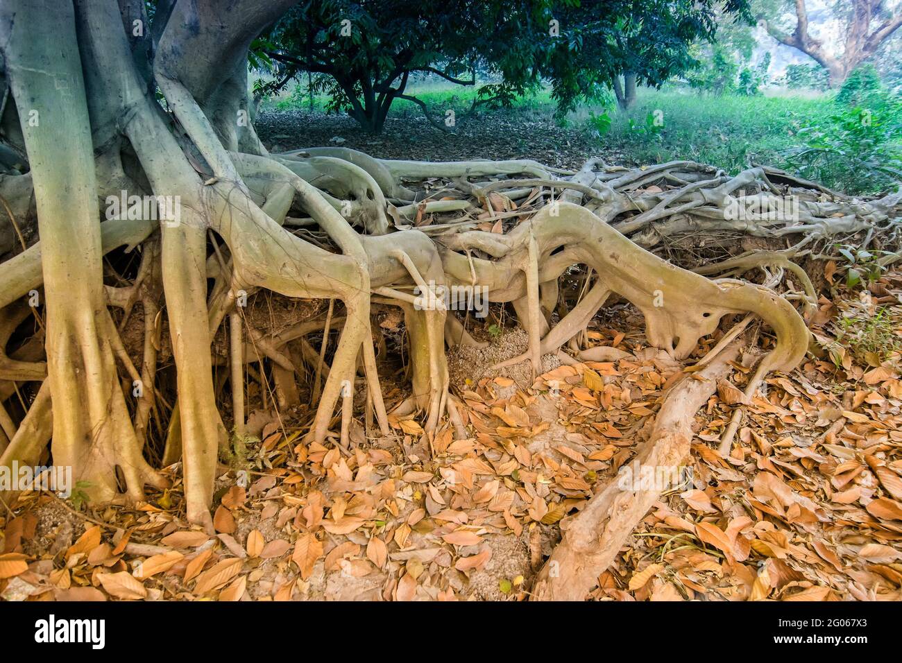 Indian tree leaves hi-res stock photography and images - Alamy
