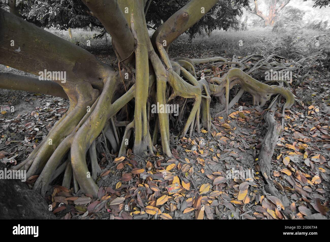 Dry leaves lying still on ground beside huge tree roots in a forest ...