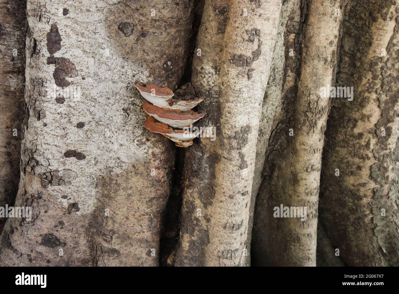 Old brown textured tree root with dead fungus in a jungle , moody image ...