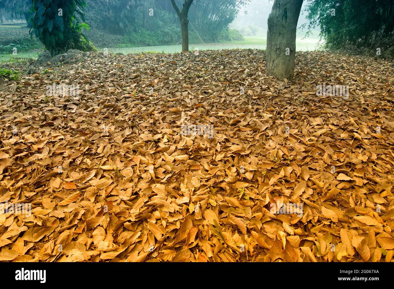 Dry Leaves Forest