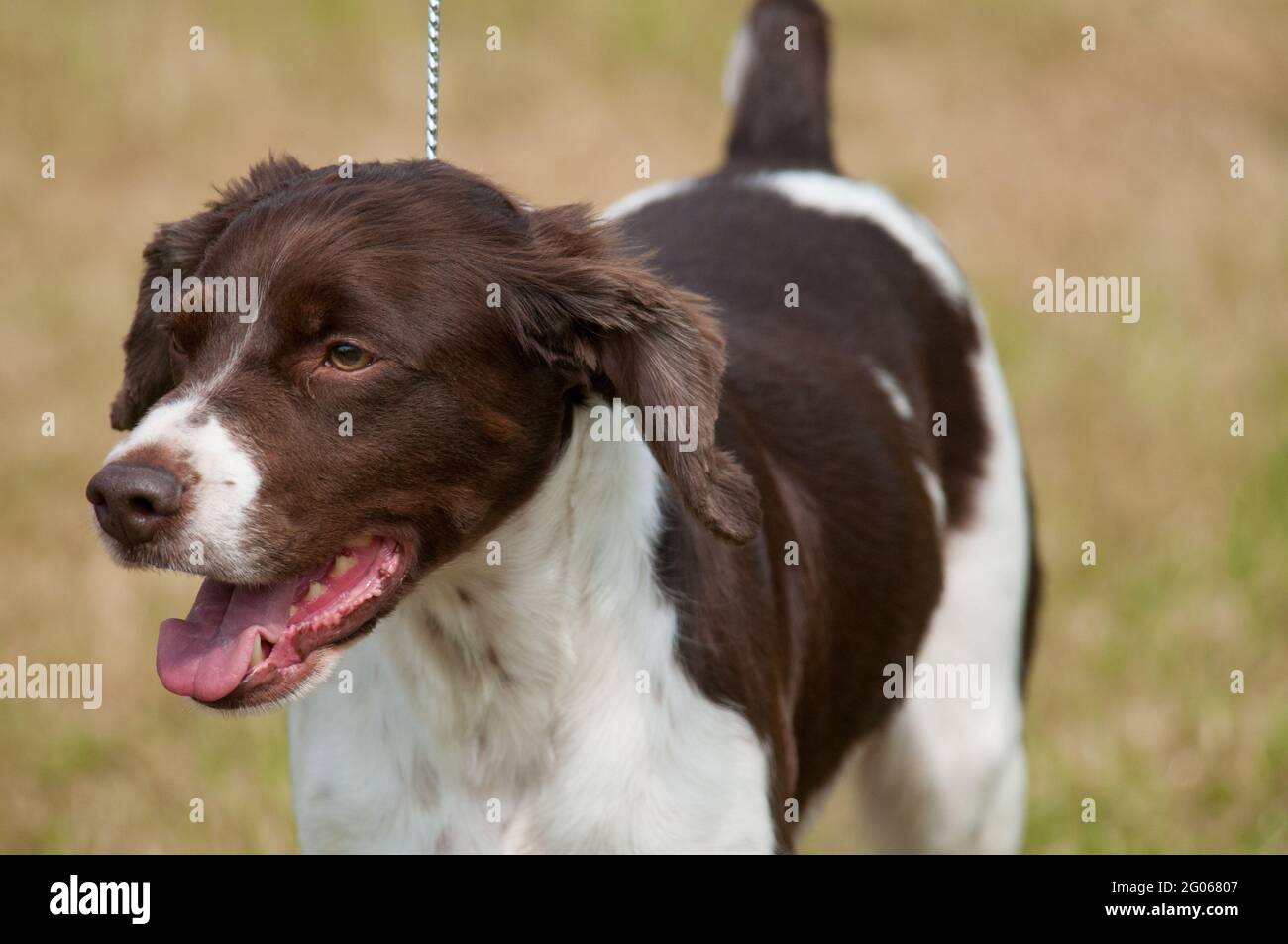 Show dogs breeds hi-res stock photography and images - Alamy
