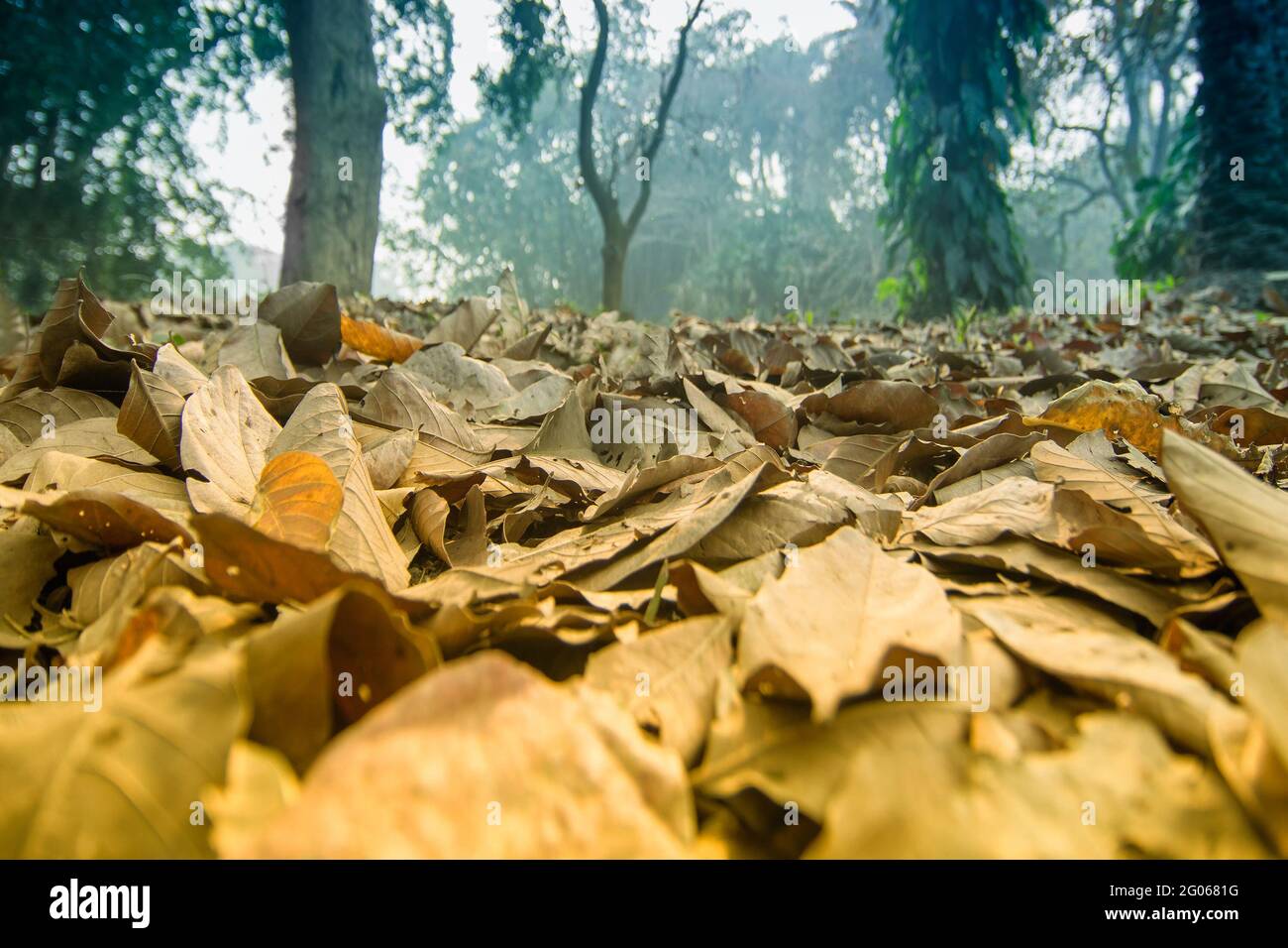 Dry leaves lying still on ground in forest, beautiful winter morning ...