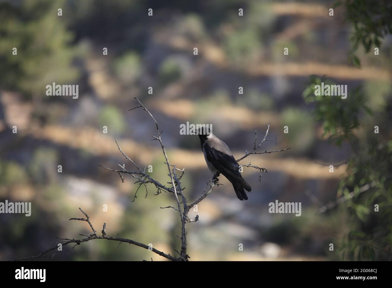 Crow, a scavenging bird of the Corvus family sitting on a branch in the ...