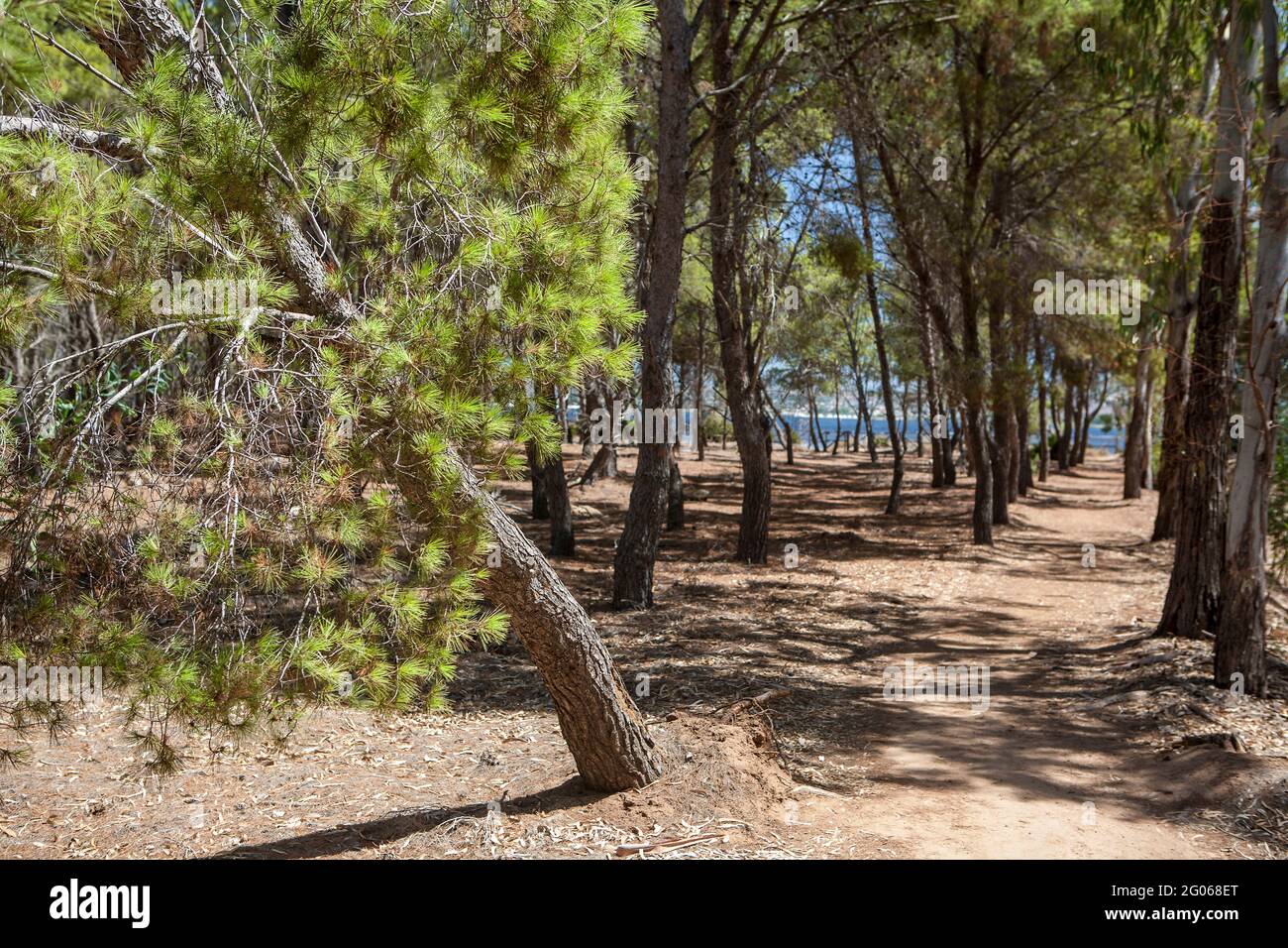 Pinewood island hi-res stock photography and images - Alamy