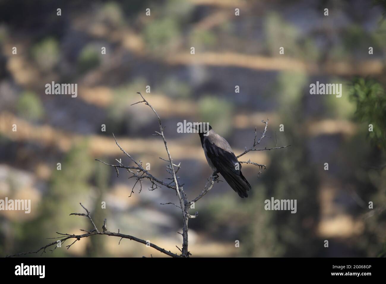 Crow sits on a branch of a tree in the Jerusalem Forest, Jerusalem in ...