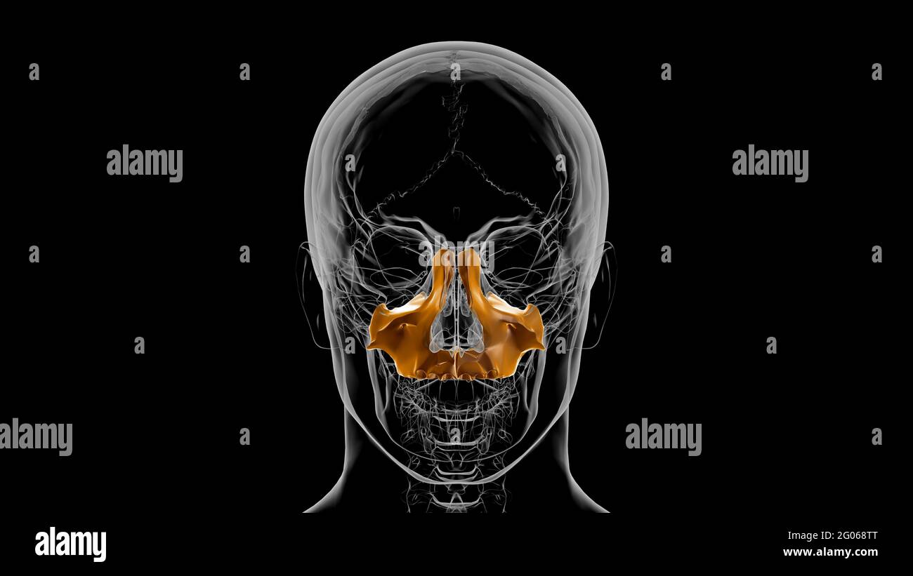 Human Skeleton Skull Maxillal Bone Anatomy For Medical Concept 3D ...