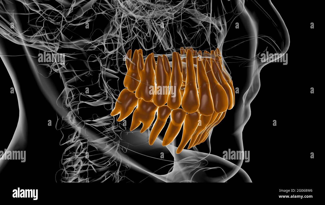 Human Teeth Anatomy 3D Illustration For Medical Concept Stock Photo - Alamy