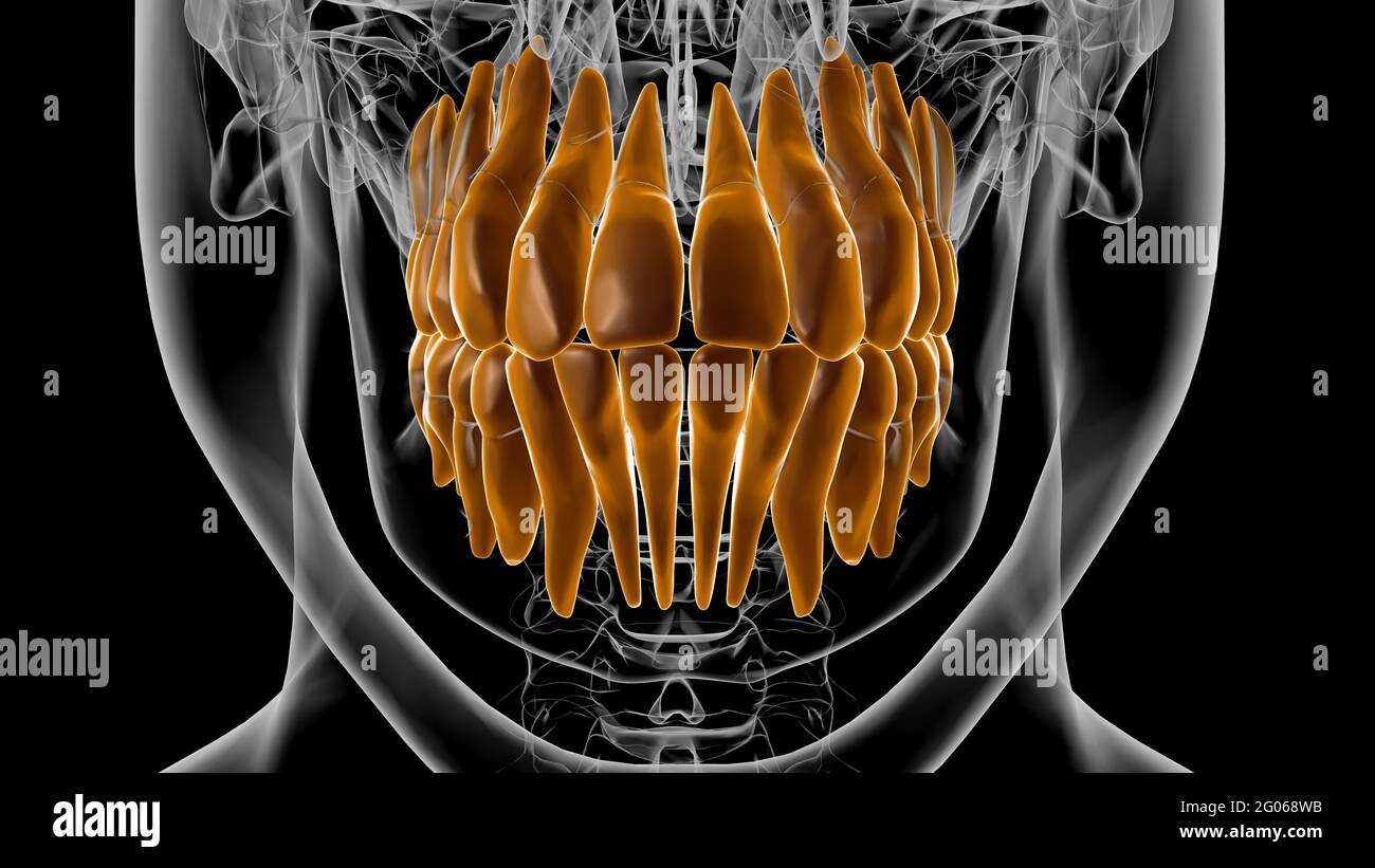 Human Teeth Anatomy 3D Illustration For Medical Concept Stock Photo - Alamy