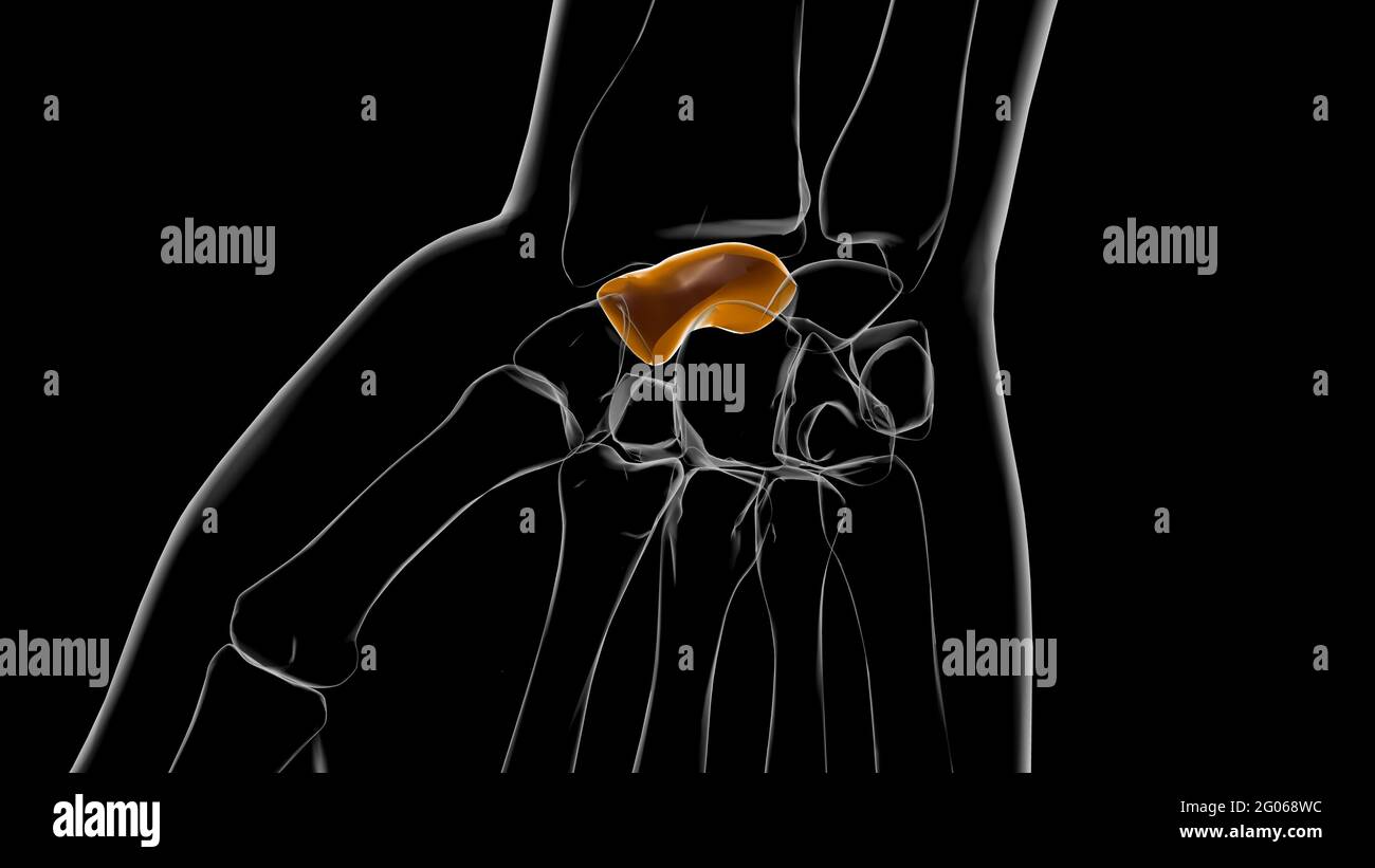 Human Skeleton Scaphoid bone Anatomy 3D Illustration Stock Photo - Alamy