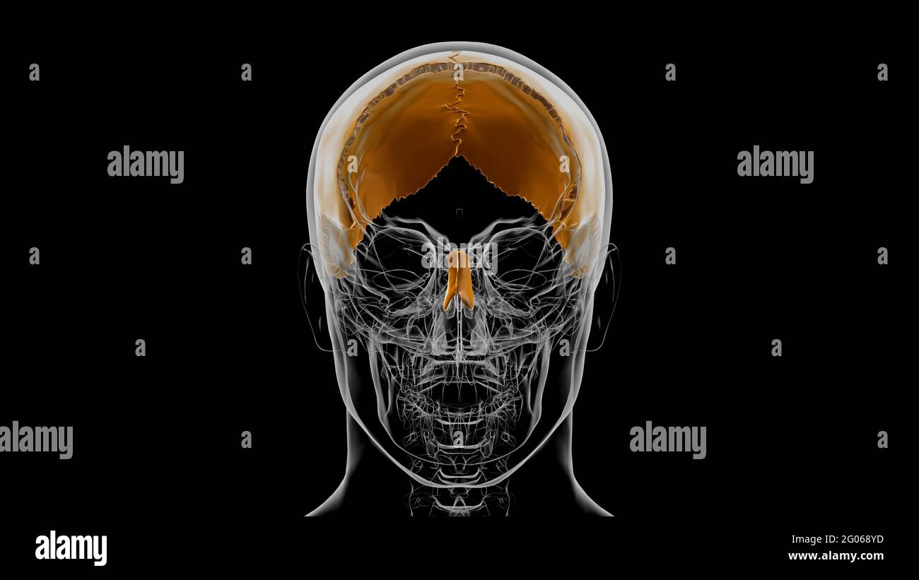 Human Skeleton Skull Parietal Bone Anatomy For Medical Concept 3D ...