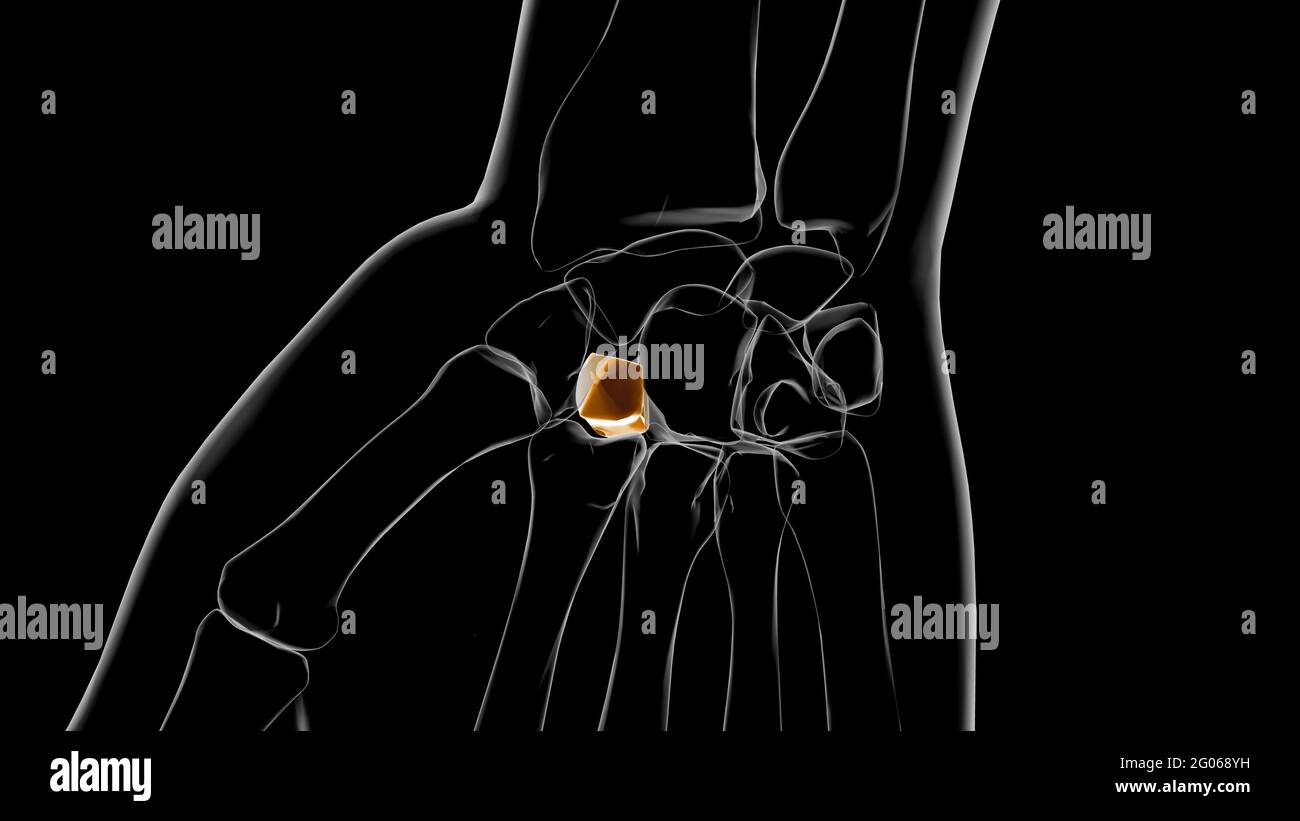 Human Skeleton Trapezoid bone Anatomy 3D Illustration Stock Photo - Alamy