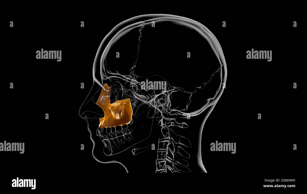 Human Skeleton Skull Maxillal Bone Anatomy For Medical Concept 3D ...