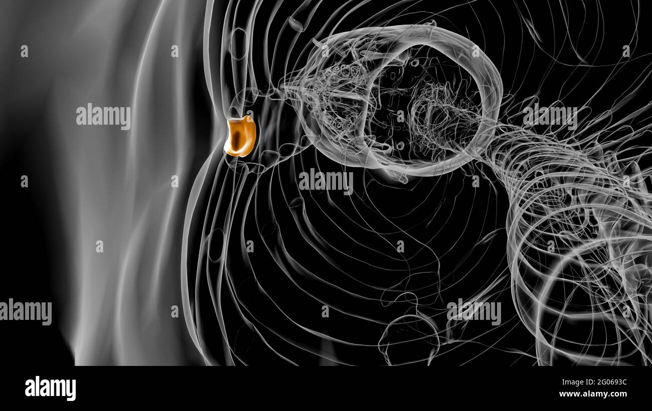 Xiphoid process hi-res stock photography and images - Alamy