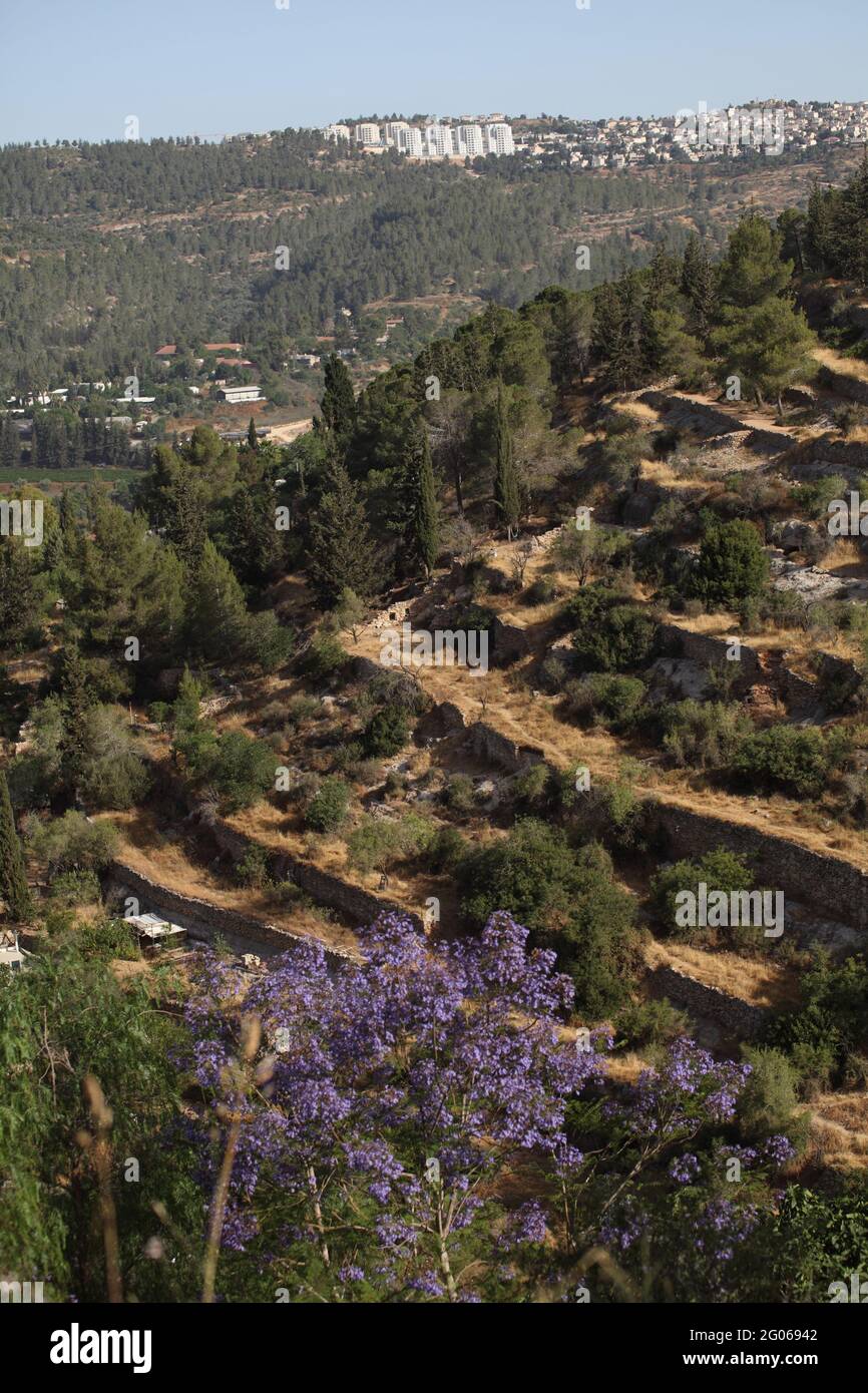 Ancient agriculture, view of terraces built on slopes of the Judean ...