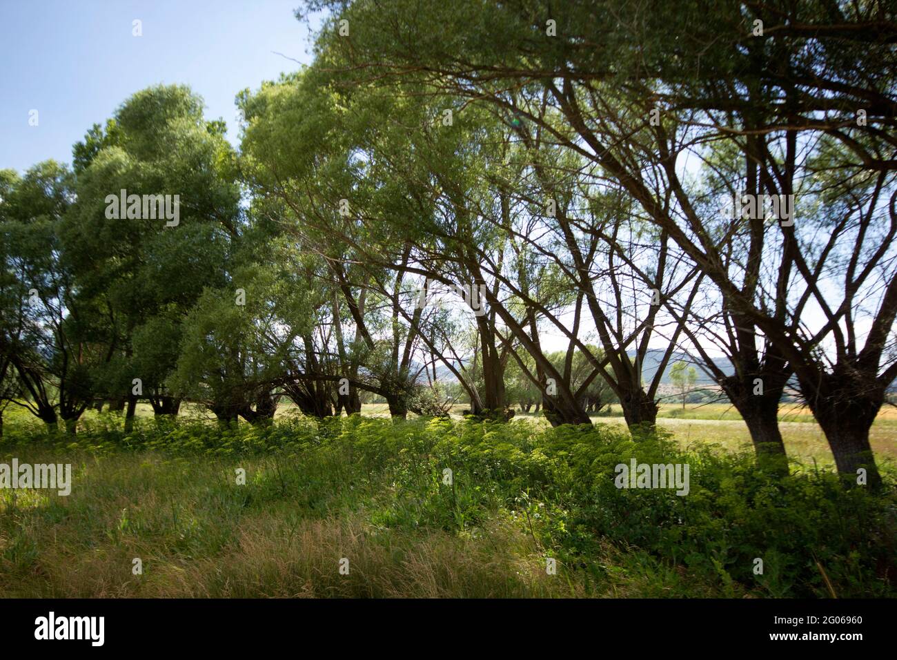 Weeping willow is a deciduous tree. Green nature Stock Photo - Alamy