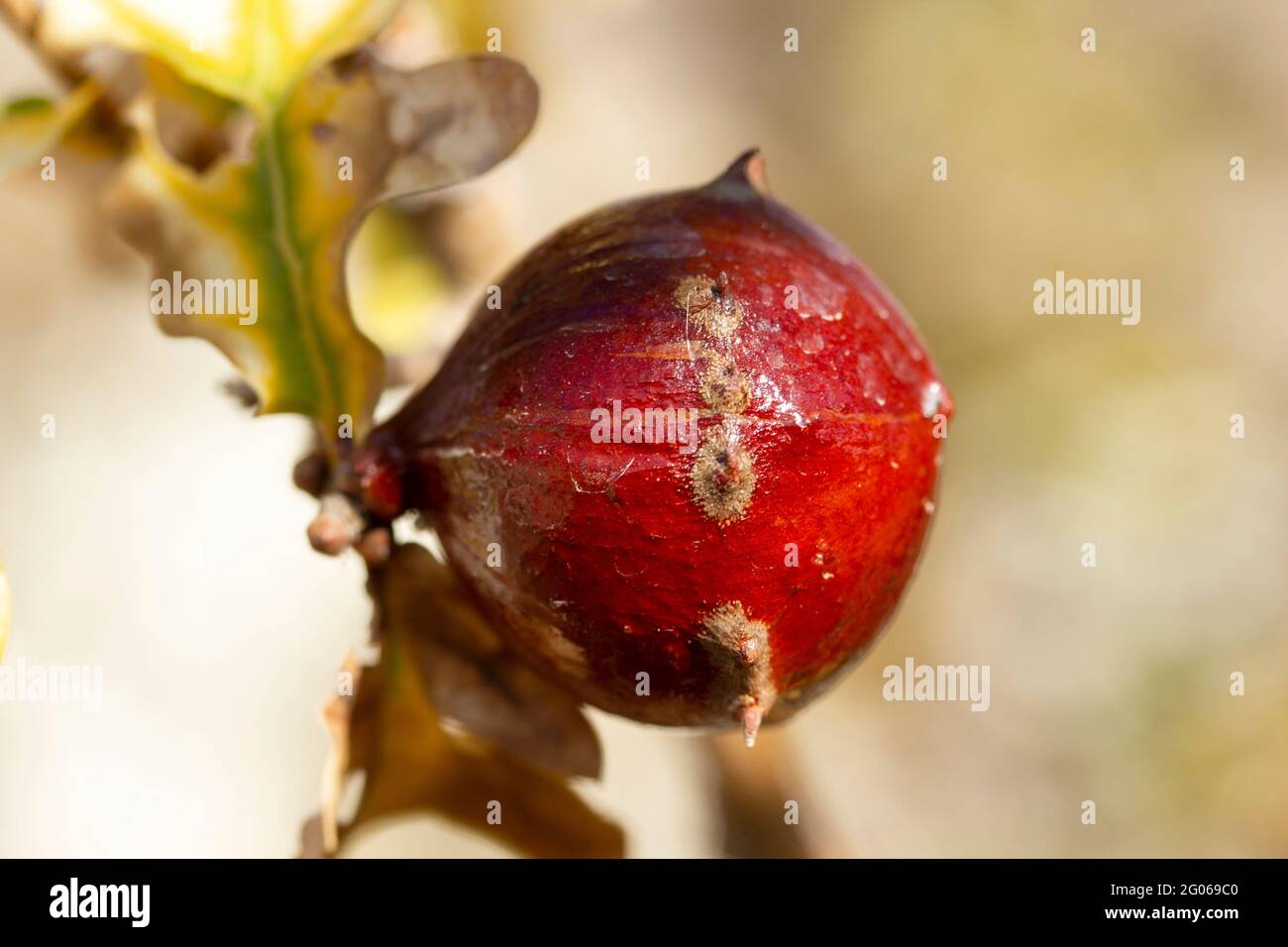 Oak tree leaves and a gall Stock Photo - Alamy