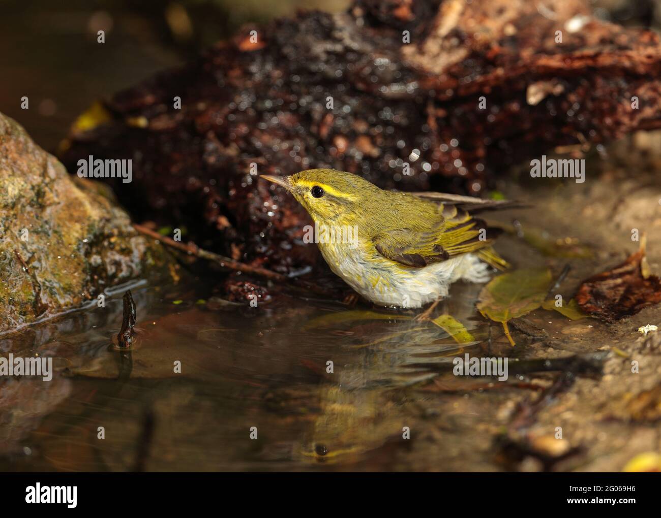 Inconspicuous animals hi-res stock photography and images - Alamy