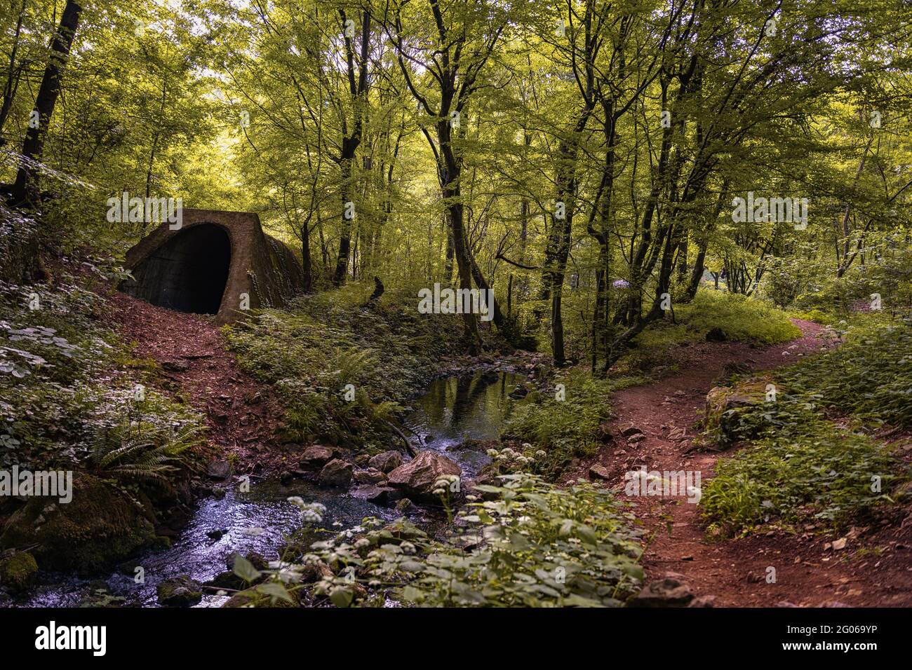 Unusual tunnel and a river stream in the middle of a forest Stock Photo ...
