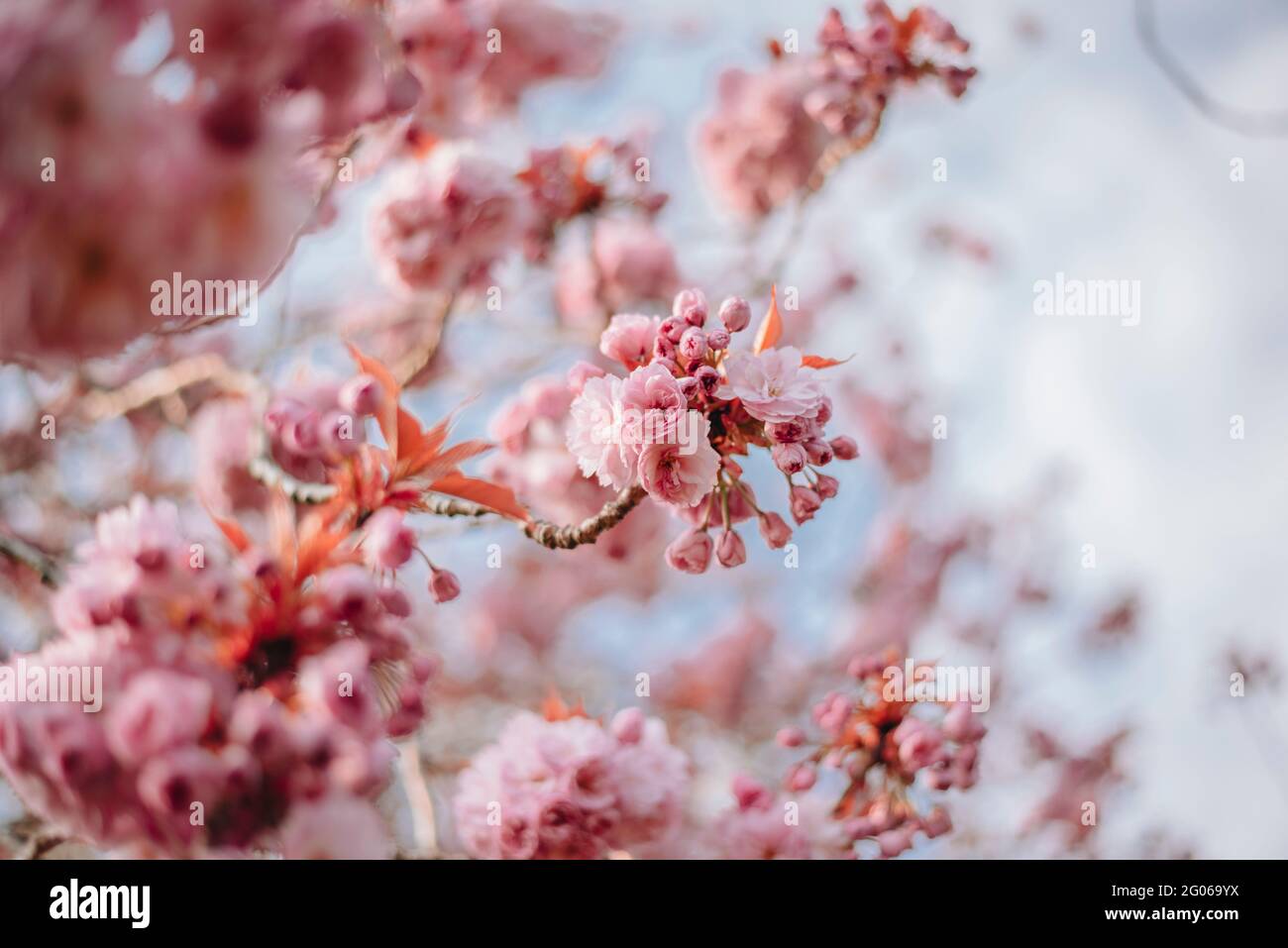 Sunny cherry blossom hi-res stock photography and images - Alamy
