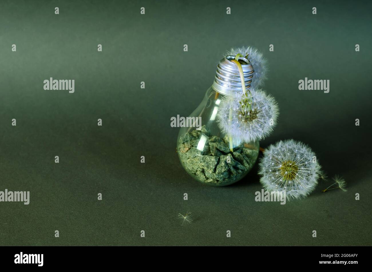 Still Life with Wilted Dandelions in a glass lamp. Bulb lamp with ...