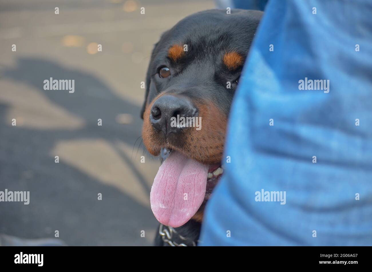 A Rottweiler dog lies at his owner's feet outside. An adult male with ...