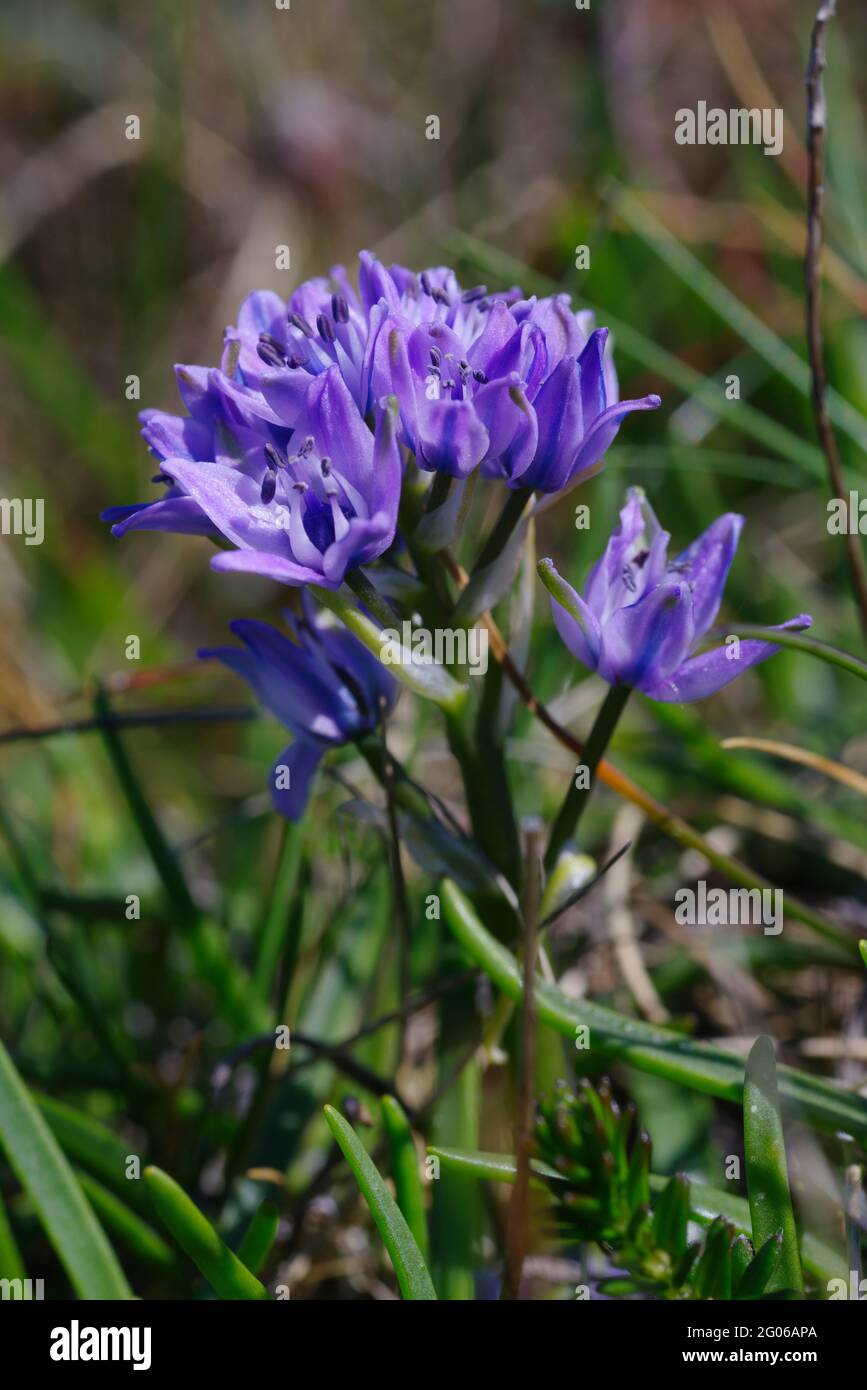 Spring squill hi-res stock photography and images - Alamy