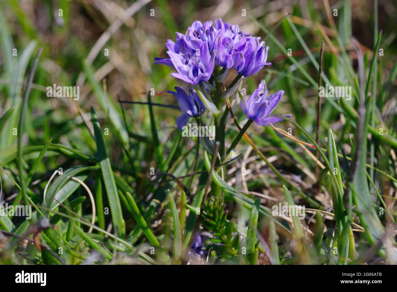 Spring Squill Scilla Verna Wales High Resolution Stock Photography and ...