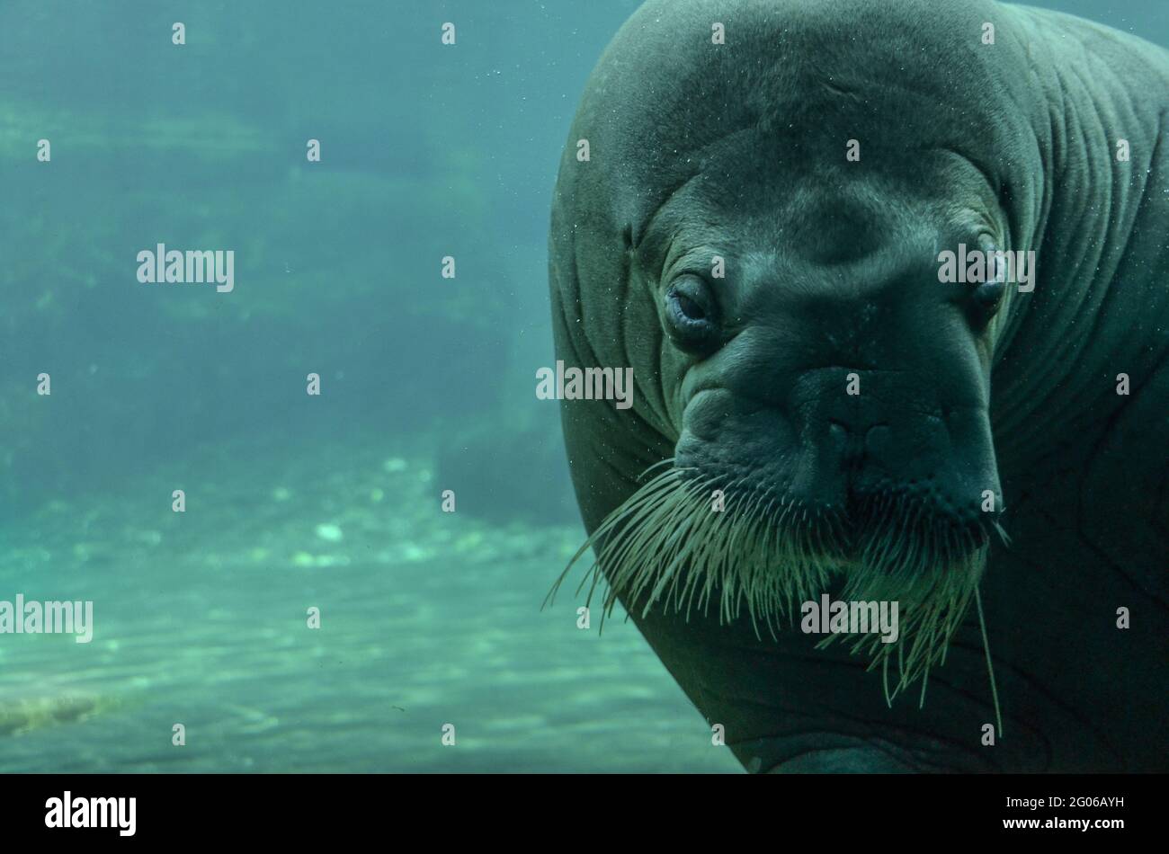 Walrus (Odobenus Rosmarus) looking right into the camera from ...
