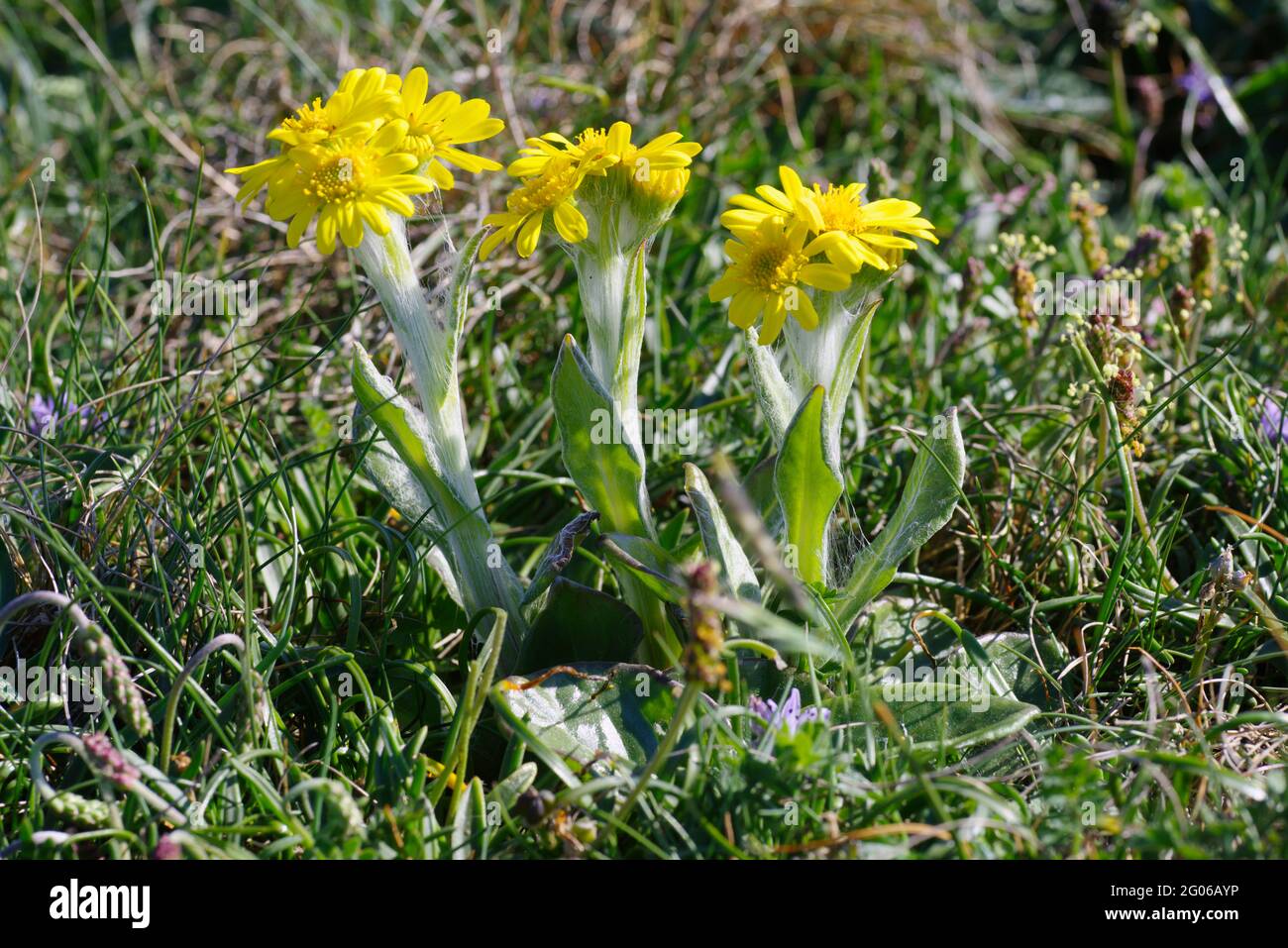 Spatulate Fleawort, South Stack Stock Photo - Alamy