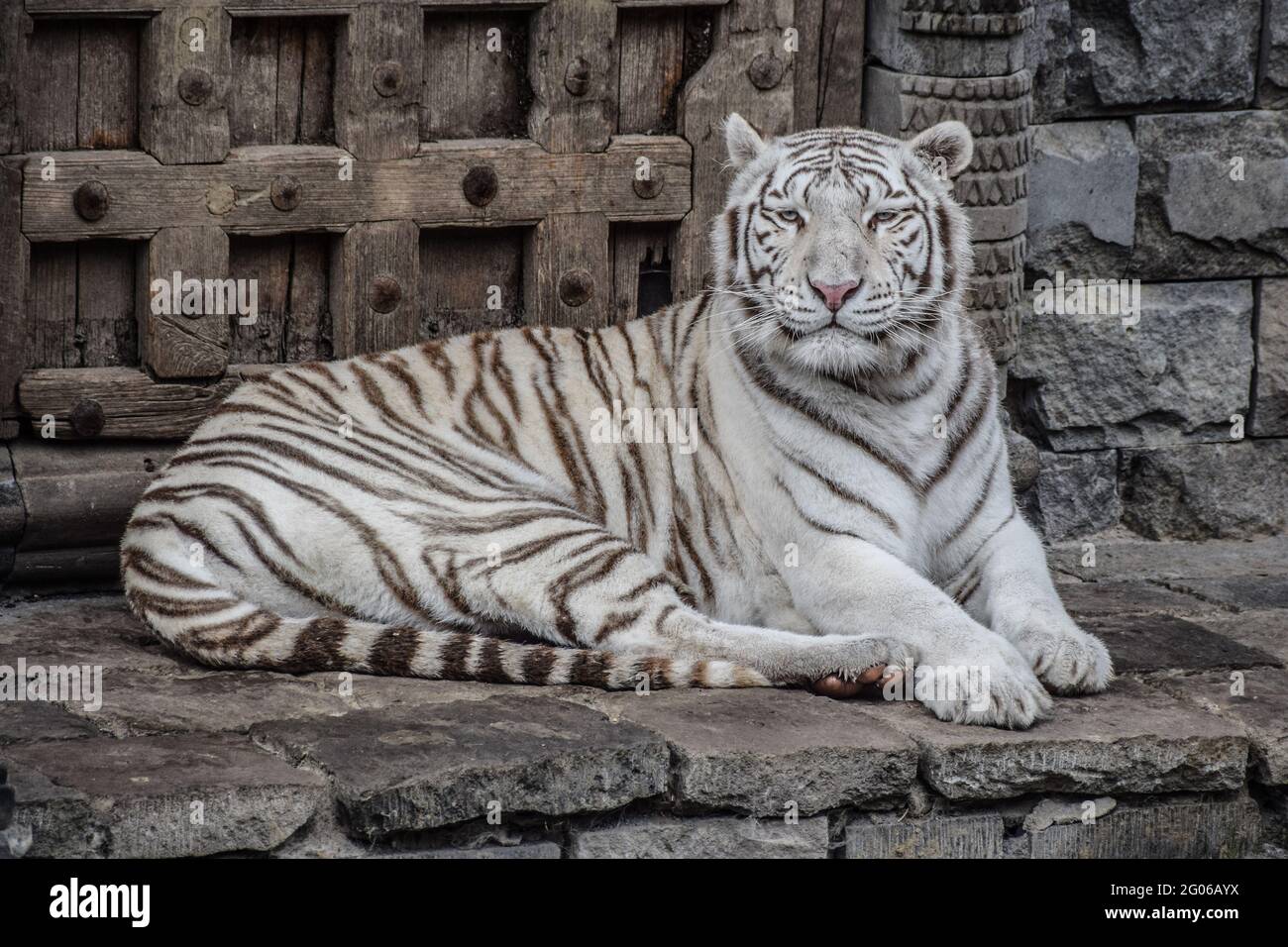 White Panthera Tigris