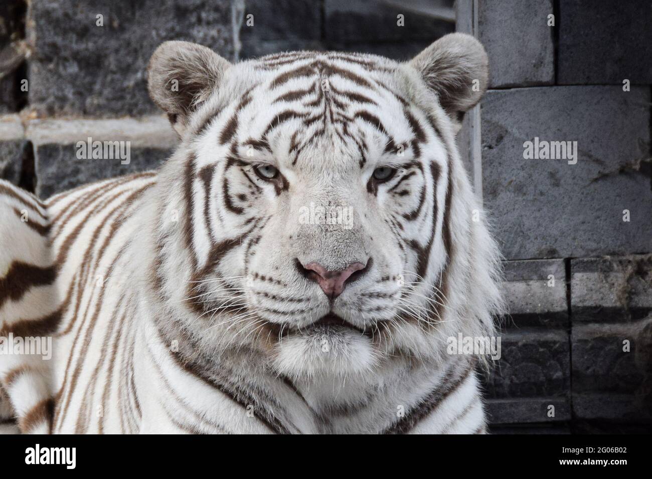 Close up of a White Bengal Tiger (Panthera Tigris Tigris) looking right ...