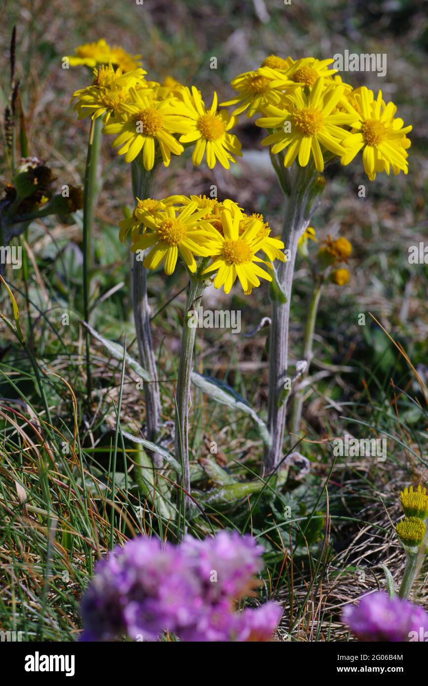Spatulate Fleawort, South Stack Stock Photo - Alamy