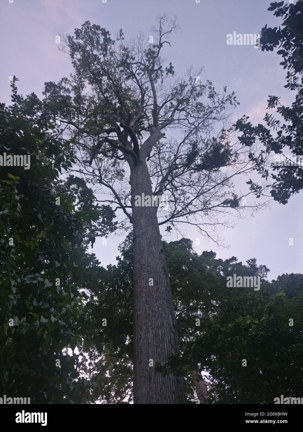 Low angle shot of trees under a cloudy sky Stock Photo - Alamy