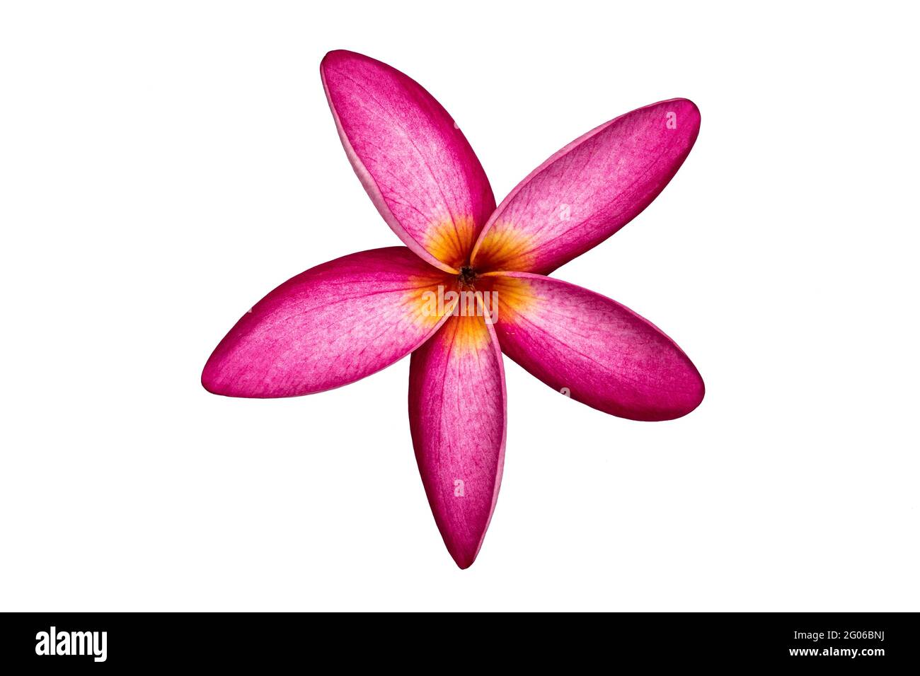 Blooming red frangipani flower isolated on white background with ...