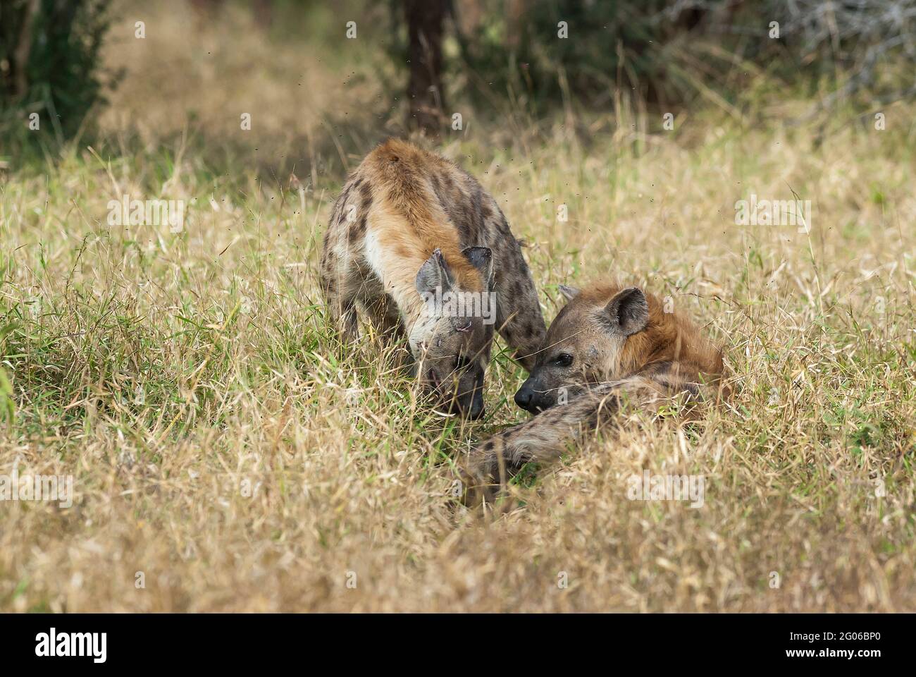 Hyena hunting in Africa Savannah environment, Kruger National Park ...