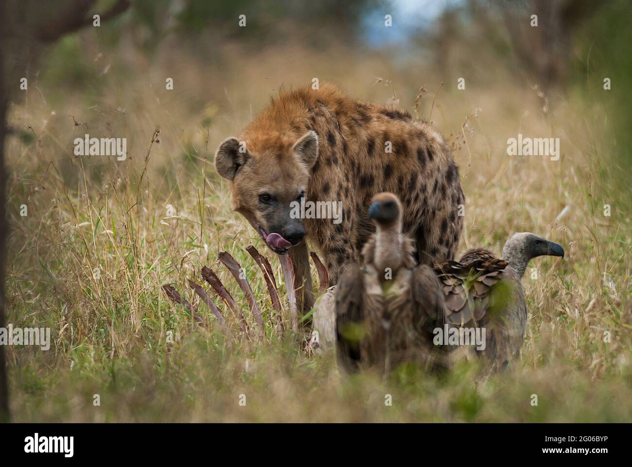 Hyena hunting in Africa Savannah environment, Kruger National Park ...